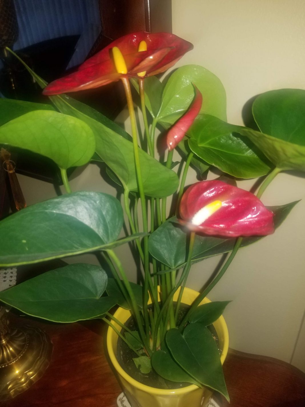 ZA DOMAĆICE: CVEĆE ANTURIJUM SVOJOM VELIČANSTVENOM LEPOTOM MOŽE DA ...