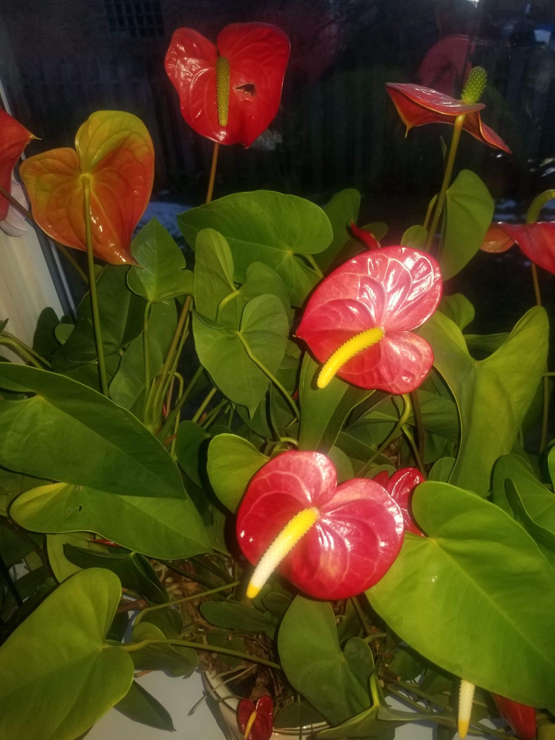 ZA DOMAĆICE: CVEĆE ANTURIJUM SVOJOM VELIČANSTVENOM LEPOTOM MOŽE DA ...