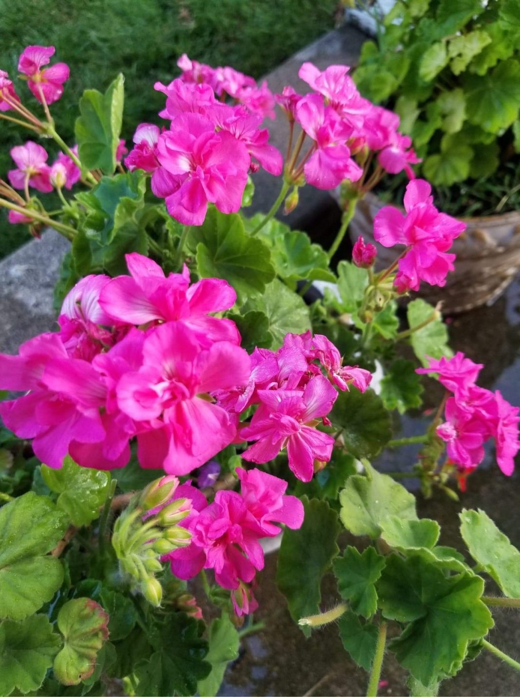 SVET CVEĆA: KAKO MUŠKATLE SAČUVATI OD ZIME I UVESTI IH U STANJE ...