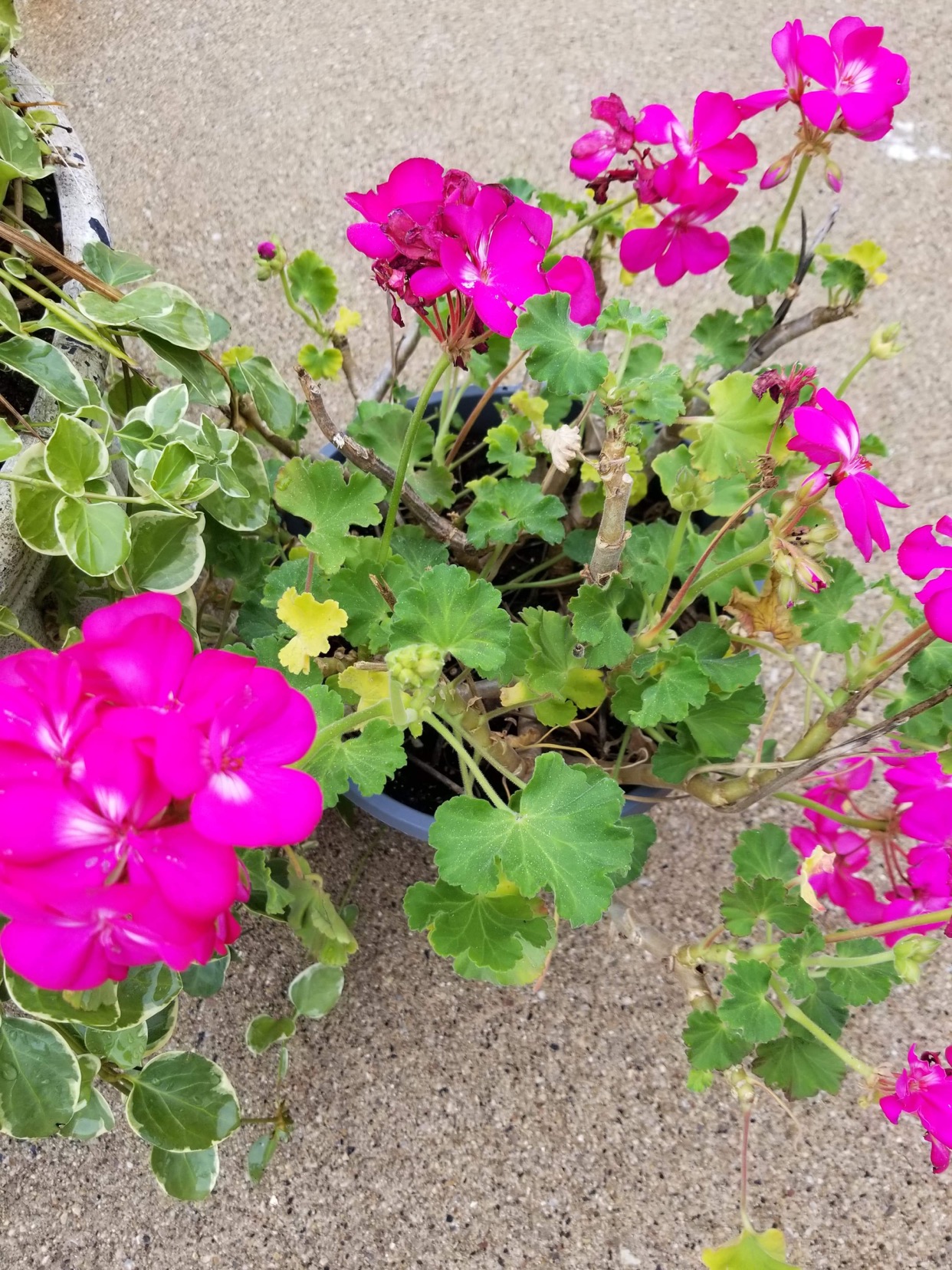 SVET CVEĆA: KAKO MUŠKATLE SAČUVATI OD ZIME I UVESTI IH U STANJE ...